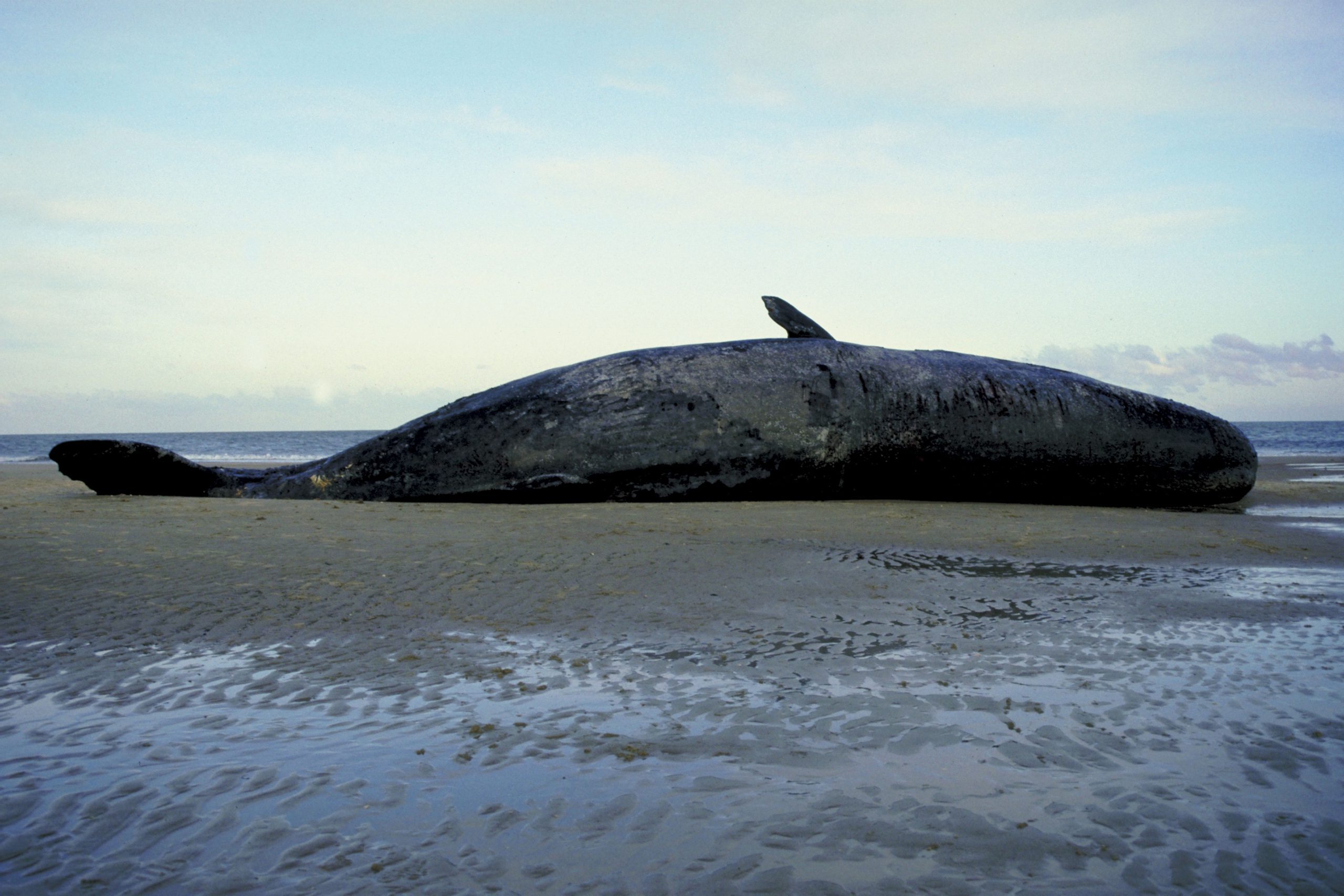 The Science of Spermaceti: Waxy Wonders from Whales